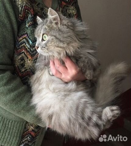 Пушистая умница, красавица- кошка в дар