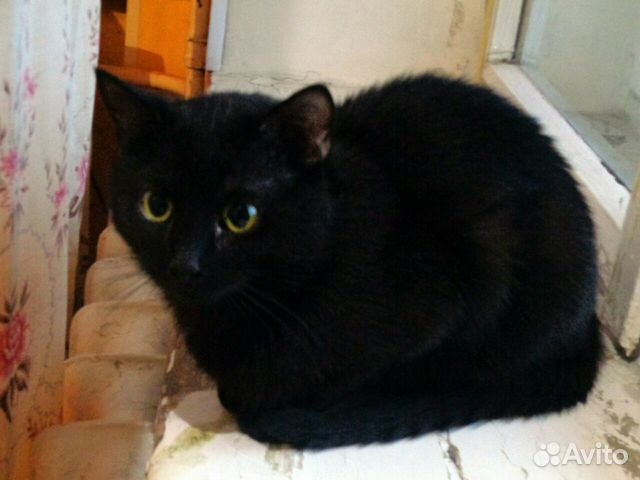 Милый котик-подросток ищет семью