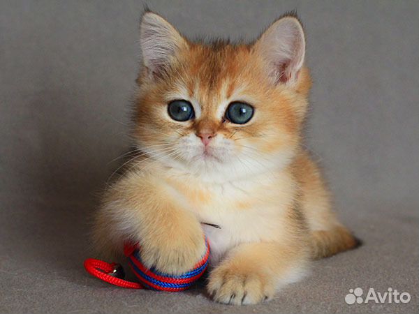Кеша - золотая шиншилла котик