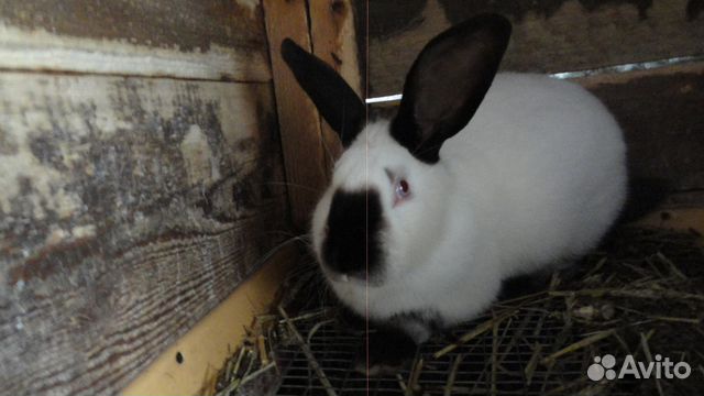 Крольчиха калифорния