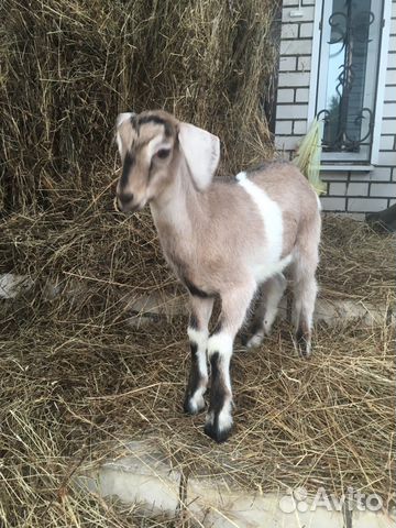 Козлик 50 англо-нубийский