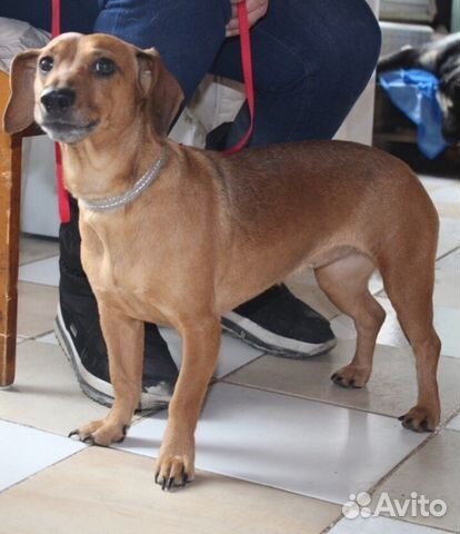 Отдам небольшую собачку