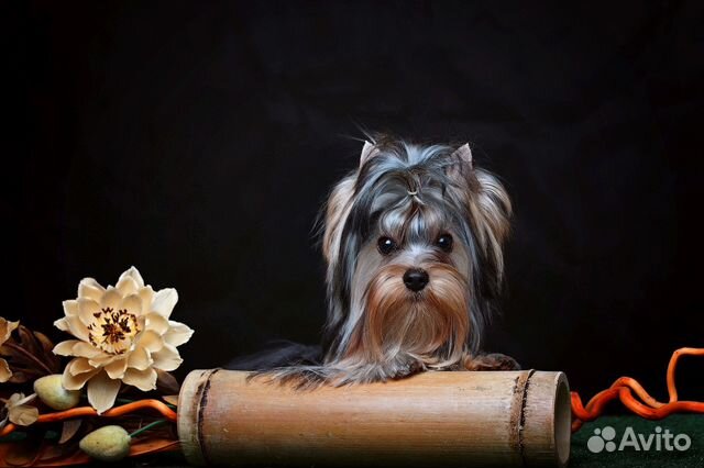 Подросток йоркширский терьер