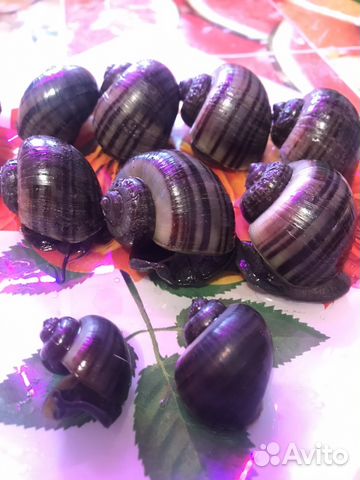 Отдам черничных ампулярий