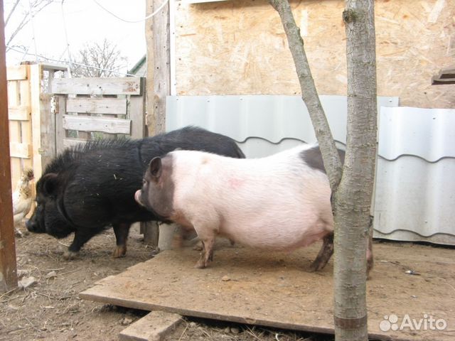 Обменяю или продам хряка-производителя
