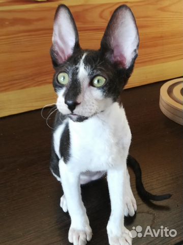 Каракулевые котята