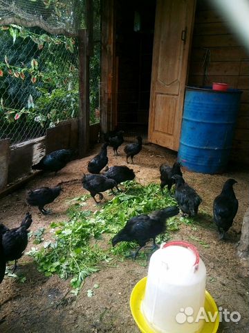 Обмен аям цемани на минимясных