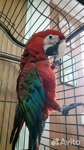 Попугай зеленокрылый ара