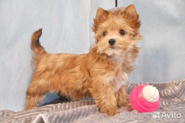 Девочка рыжик классная