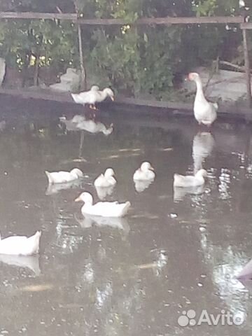 Суппер бройлер,утята