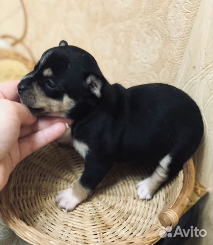 Щенки Чехуахуа