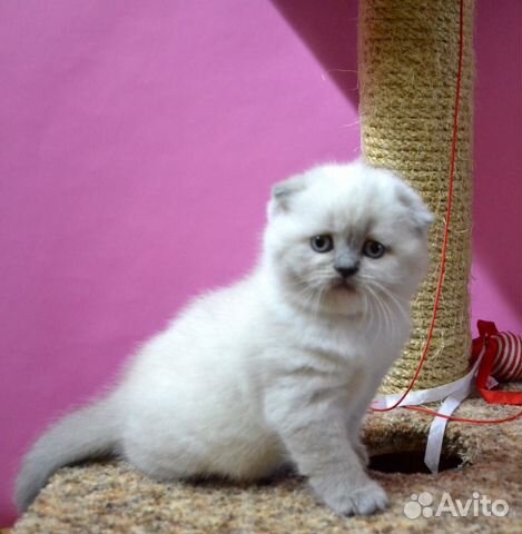 Котята вислоухие