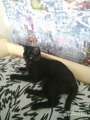 Коты
