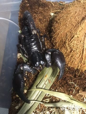 Скорпион Heterometrus Spinifer