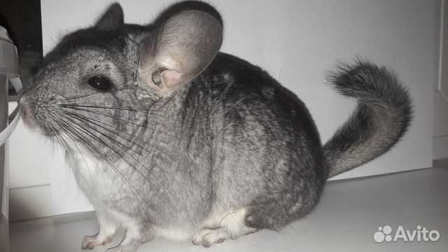 Продам шиншиллу девочку