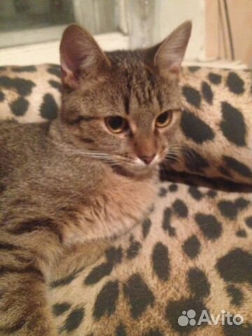 Продам котят