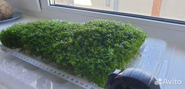 Микрантемум Монте Карло Micranthemum sp. Monte Car