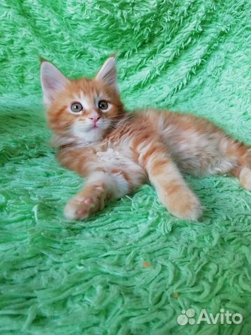 Солнечный мальчик Мейн-кун