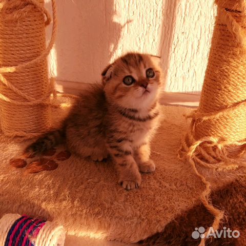 Шотландская девочка
