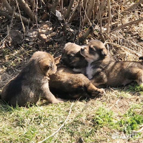 Бездомные колобочки