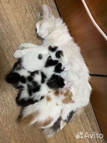 Умненькие и красивые котята)