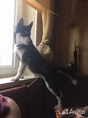 Сибирский хаски