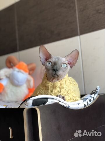 Гламурные кошки