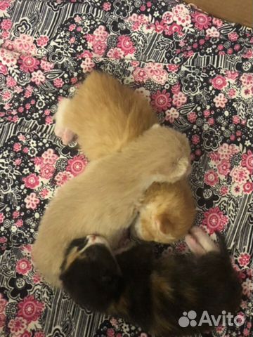Отдадим котят