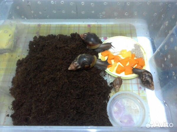 Улитки ахатин