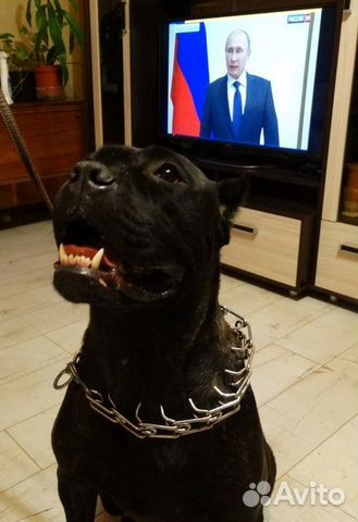 Взрослый мощный кобель в частный дом кане-корсо