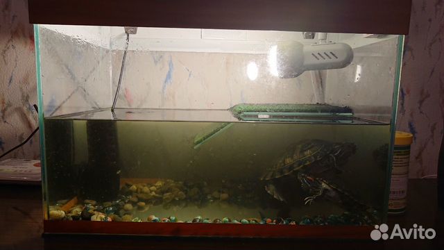 Красноухая черепаха