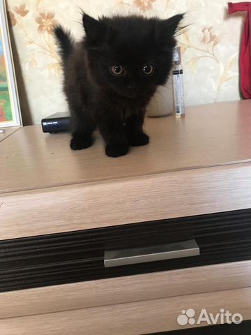 Отдам котёнка в хорошие ручки