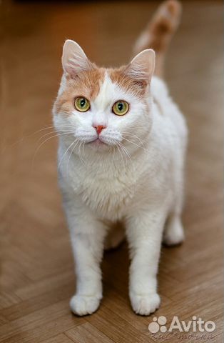 Плюше нужен дом