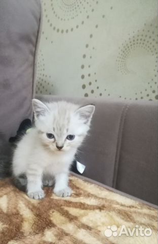 Отдам котят