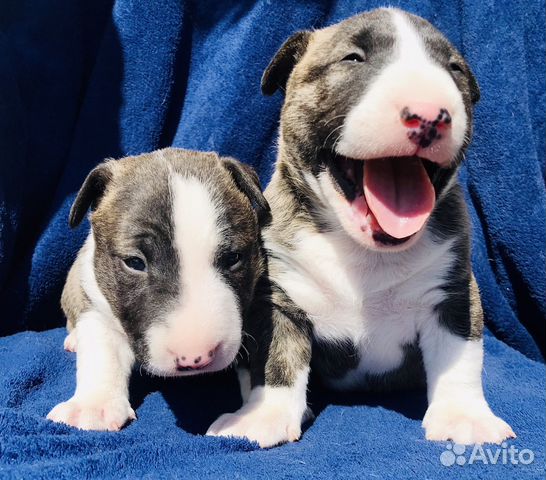 Мальчики миниатюрного бультерьера