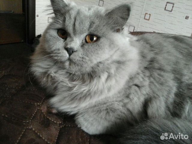 Кошка британка