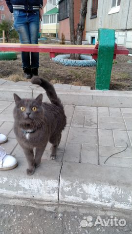Плюшевый Очень Ласковый Басенька