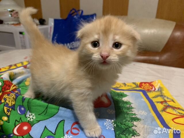 Вислоухие котята отдам бесплатно