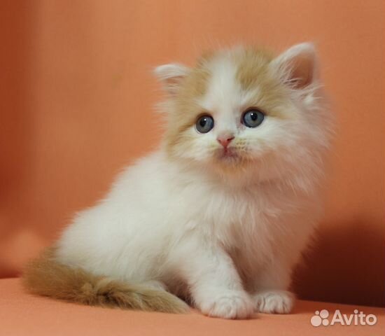 Красавчик малыш хайленд страйт