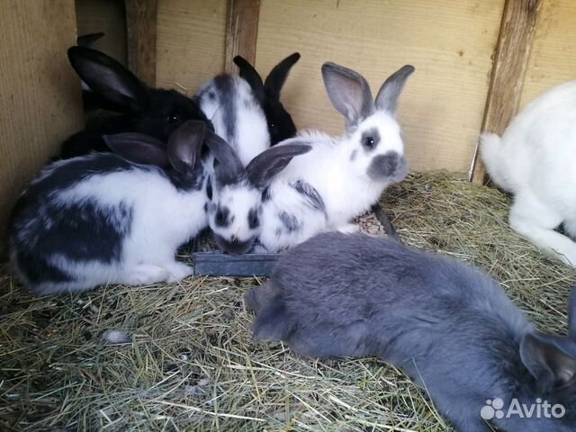Продам помесных крольчат
