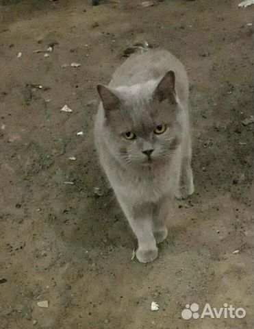 Британская