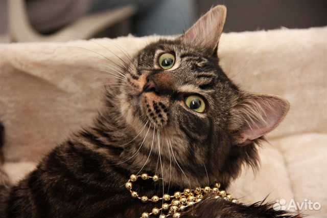 Котик Сибирский Тигренок