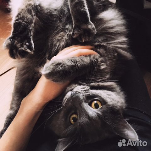 Котик Дымок в добрые ответственные руки