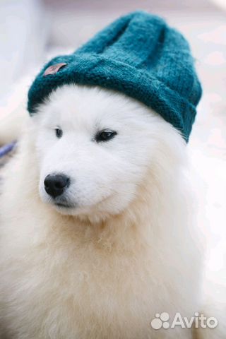 Мальчуганы с док РКФ