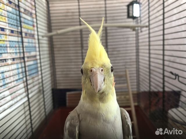 Попугай корелла