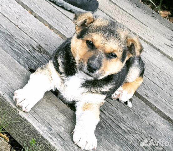 Щенок