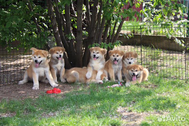 Акита двух месячные рыжие щенки