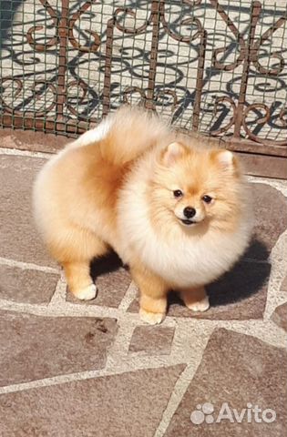 Померанский шпиц подросток