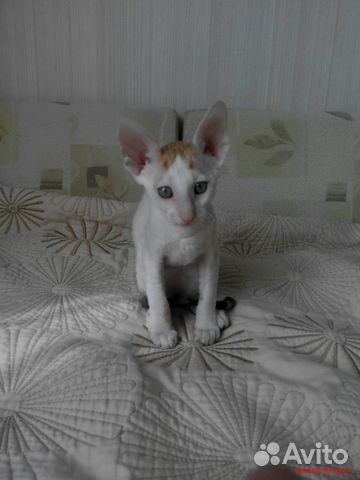 Корниш-рекс котёнок, девочка