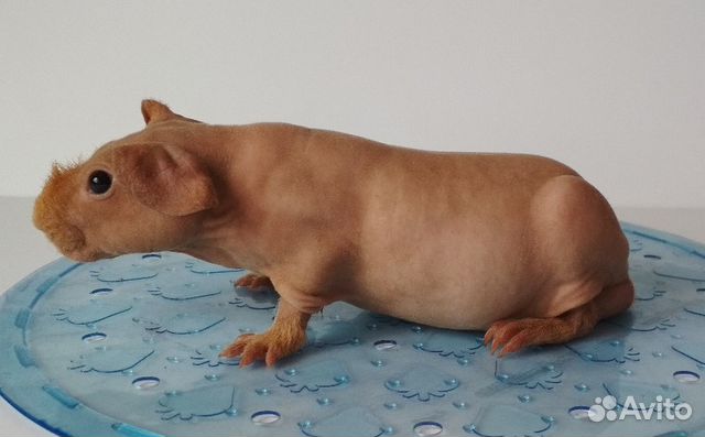 Морская свинка скинни